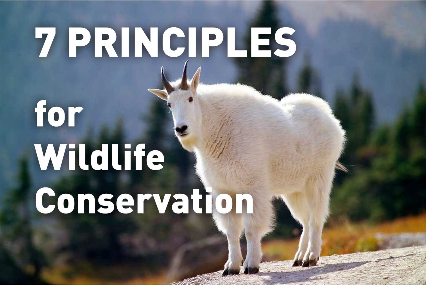 Wildlife Conservation: 7 Key Principles for Backcountry Travelers